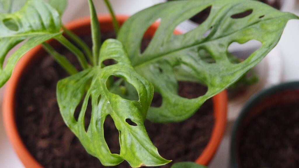 Monstera Monkey, come prendersi cura di questa pianta con le foglie ...