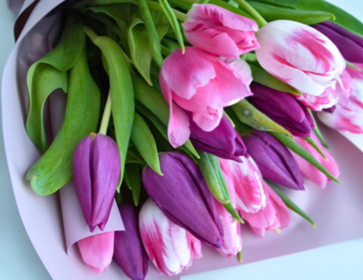 Tulipani, il significato dei colori nel linguaggio dei fiori