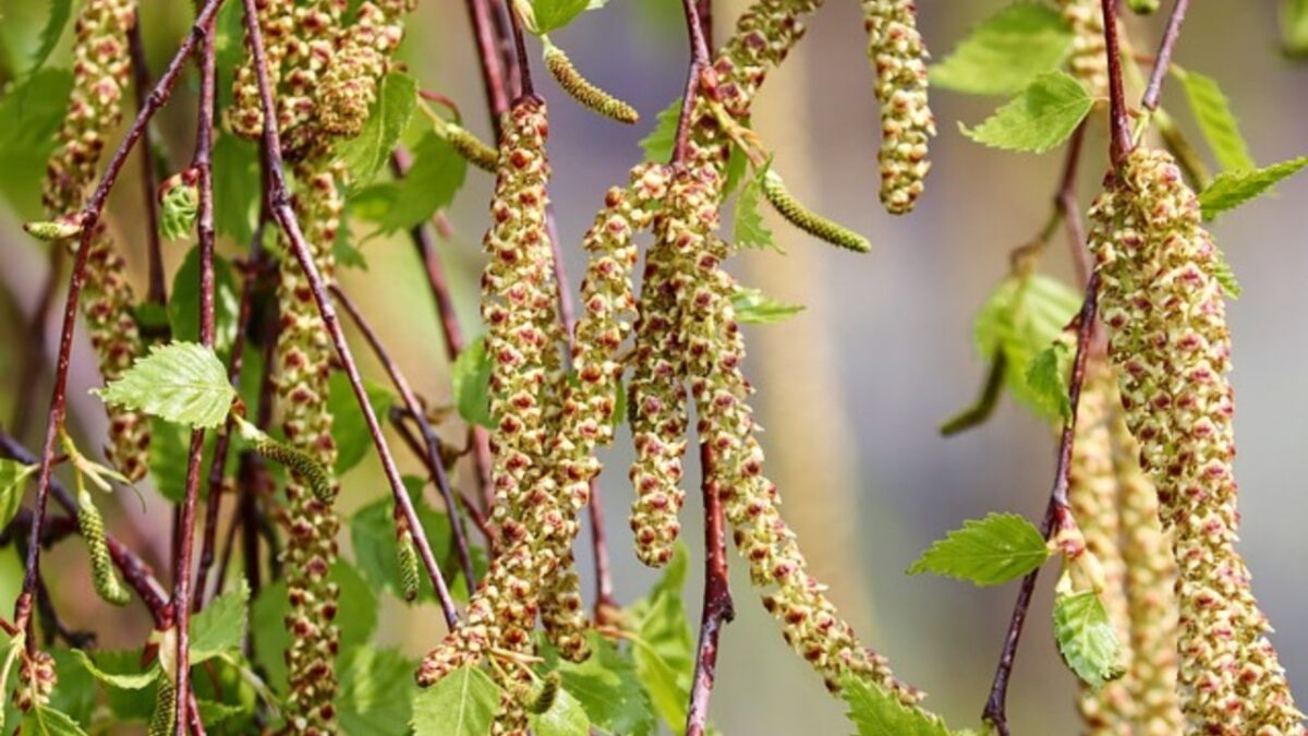 La Betulla: origini, habitat e virtù di questa pianta incredibile