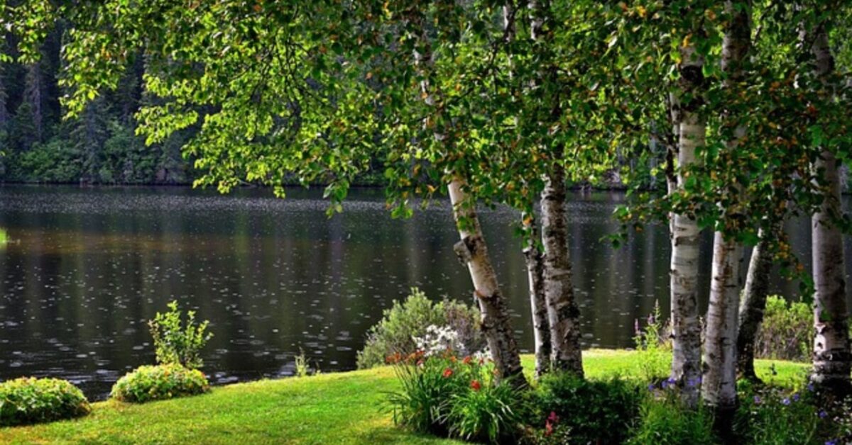 La Betulla: origini, habitat e virtù di questa pianta incredibile