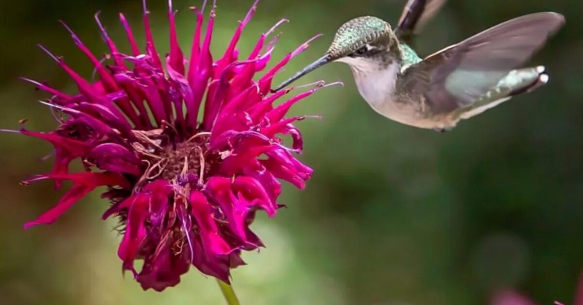 Come attirare i colibrì con le piante : 4 fiori che loro amano