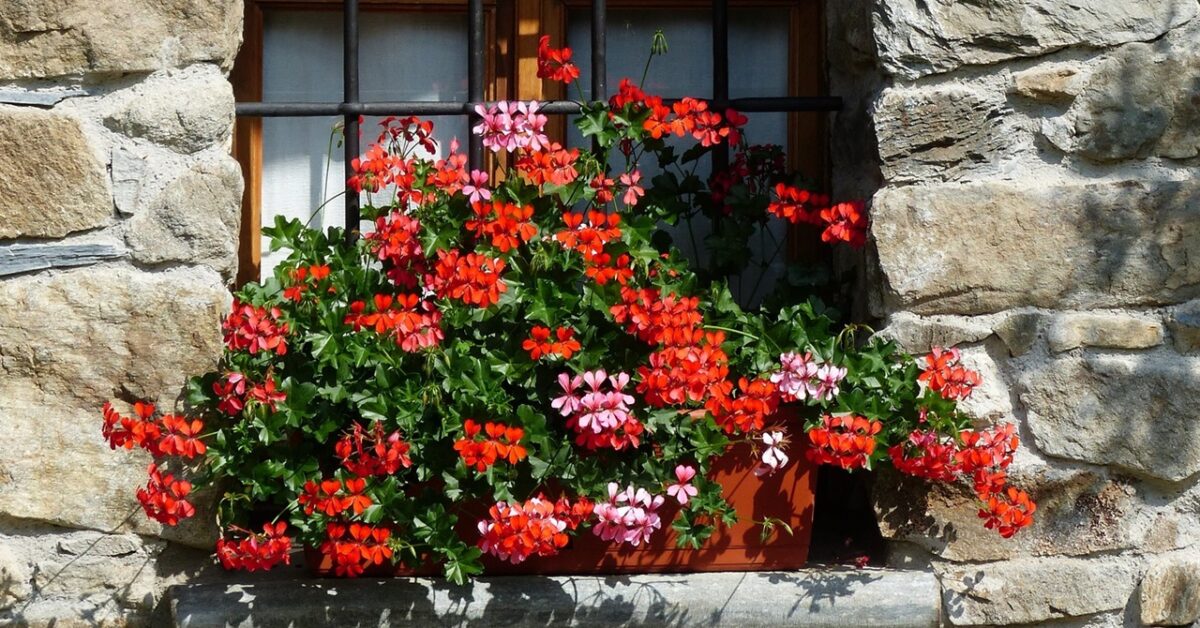 Trucchi e segreti per ottenere un'esplosiva fioritura di gerani