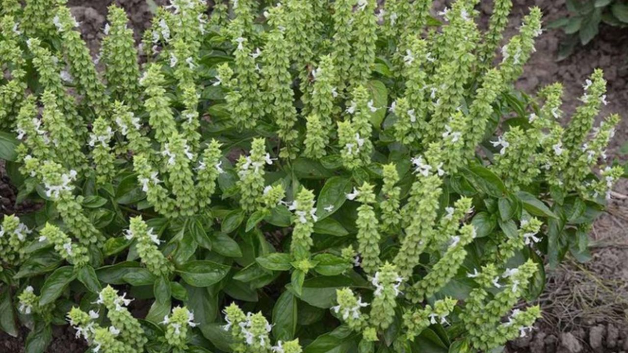 Quattro cose che puoi fare con i fiori che crescono sulle piante di ...