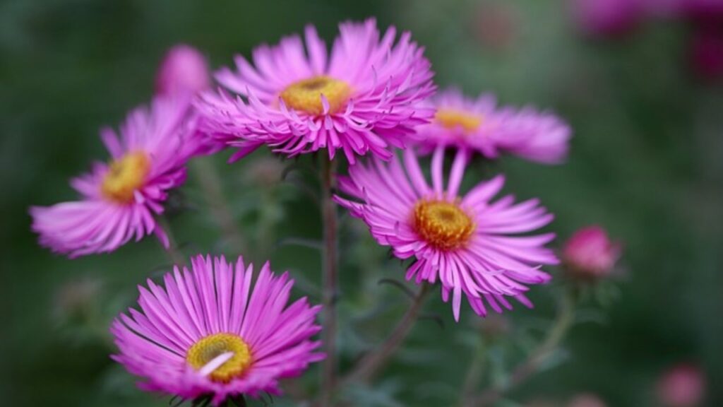 Astri o Settembrini, i fiori dell’autunno: coltivazione, storia e ...