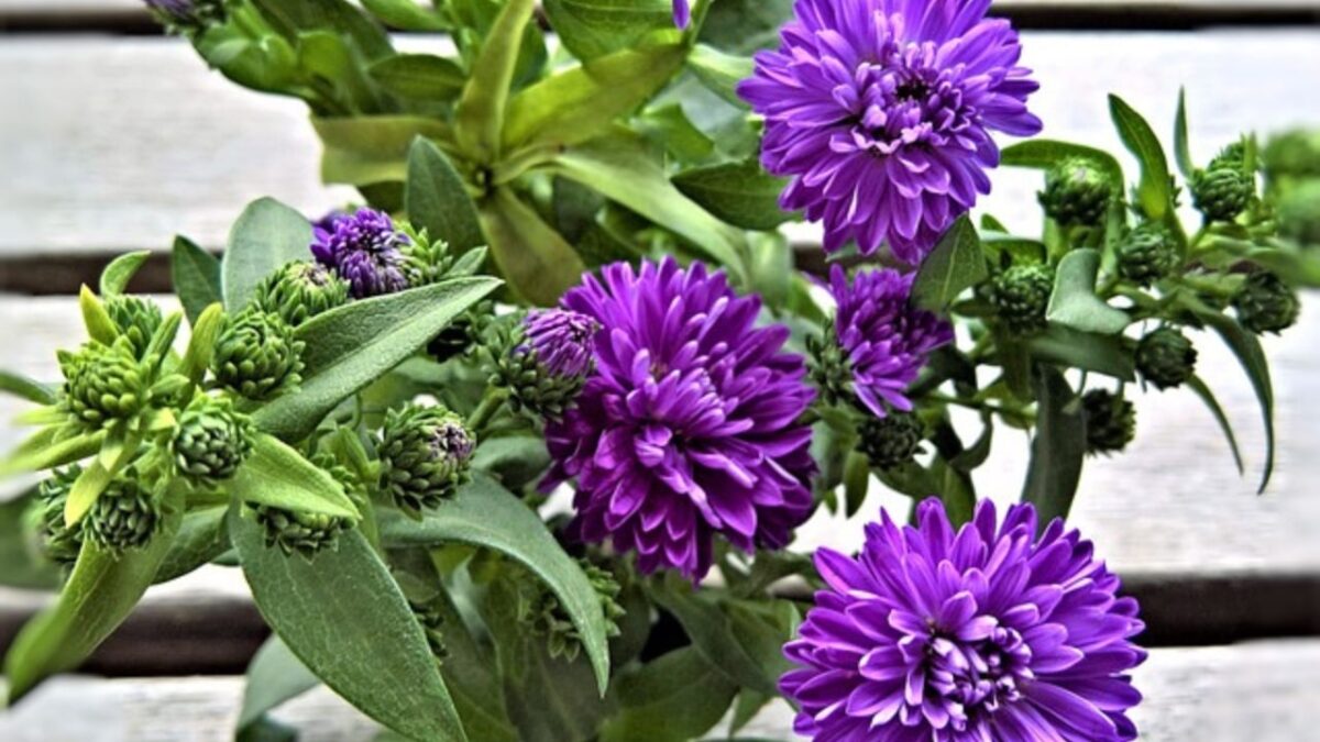 Astri o Settembrini, i fiori dell’autunno: coltivazione, storia e ...