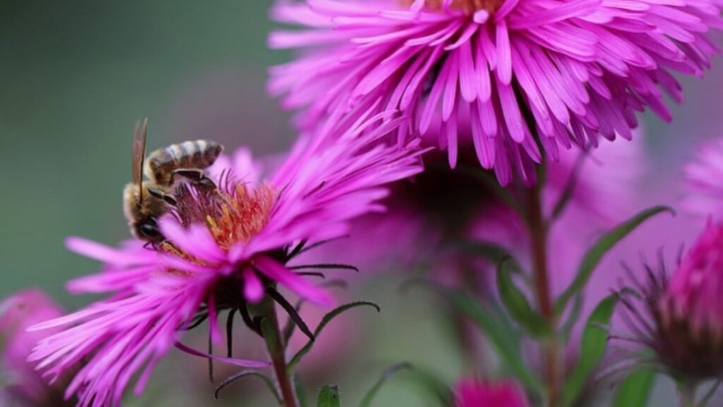 Astri o Settembrini, i fiori dell’autunno: coltivazione, storia e ...