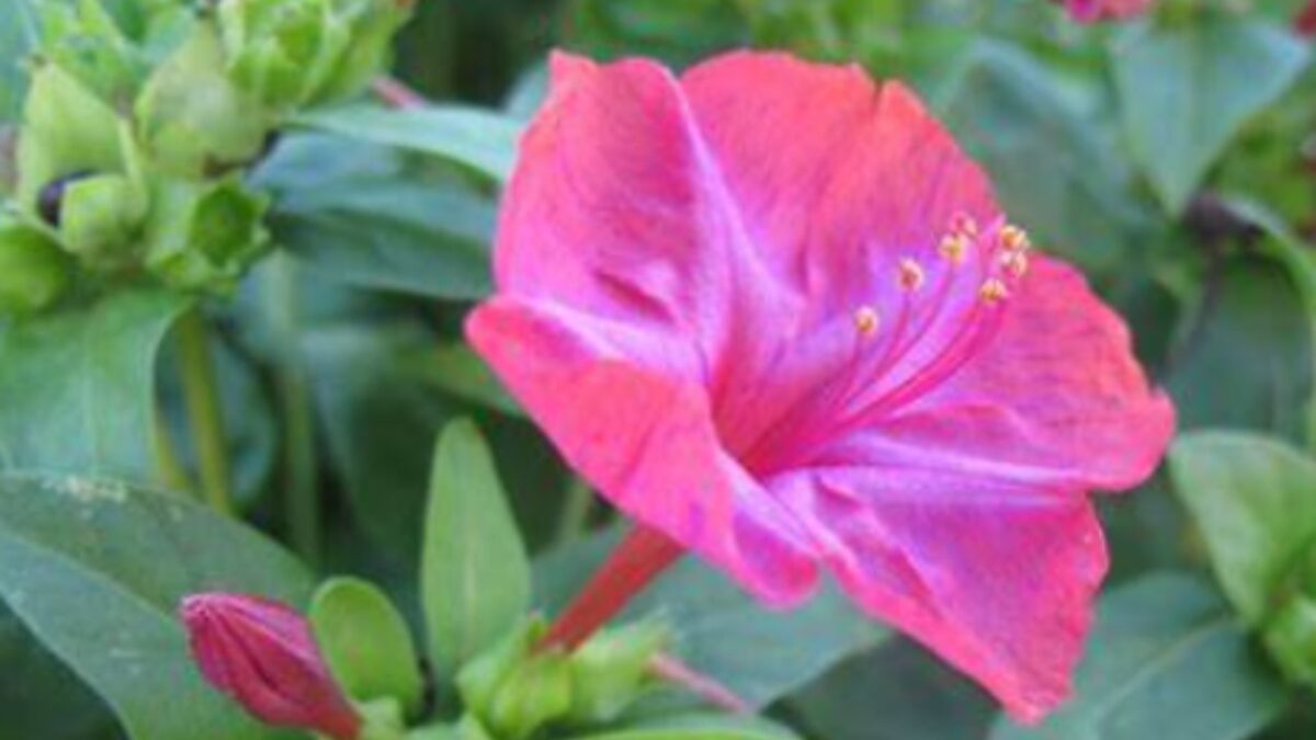 Le origini dell'alloro spiegate attraverso il mito di Dafne e Apollo ...