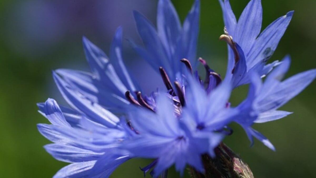 Fiordaliso: il fiore blu dalle proprietà magiche
