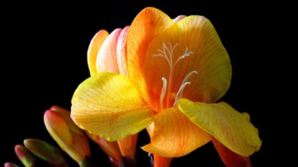 La Fresia o fiore del mistero: tutto ciò che devi sapere su questa ...