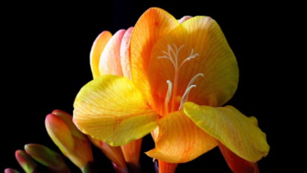 La Fresia o fiore del mistero: tutto ciò che devi sapere su questa ...