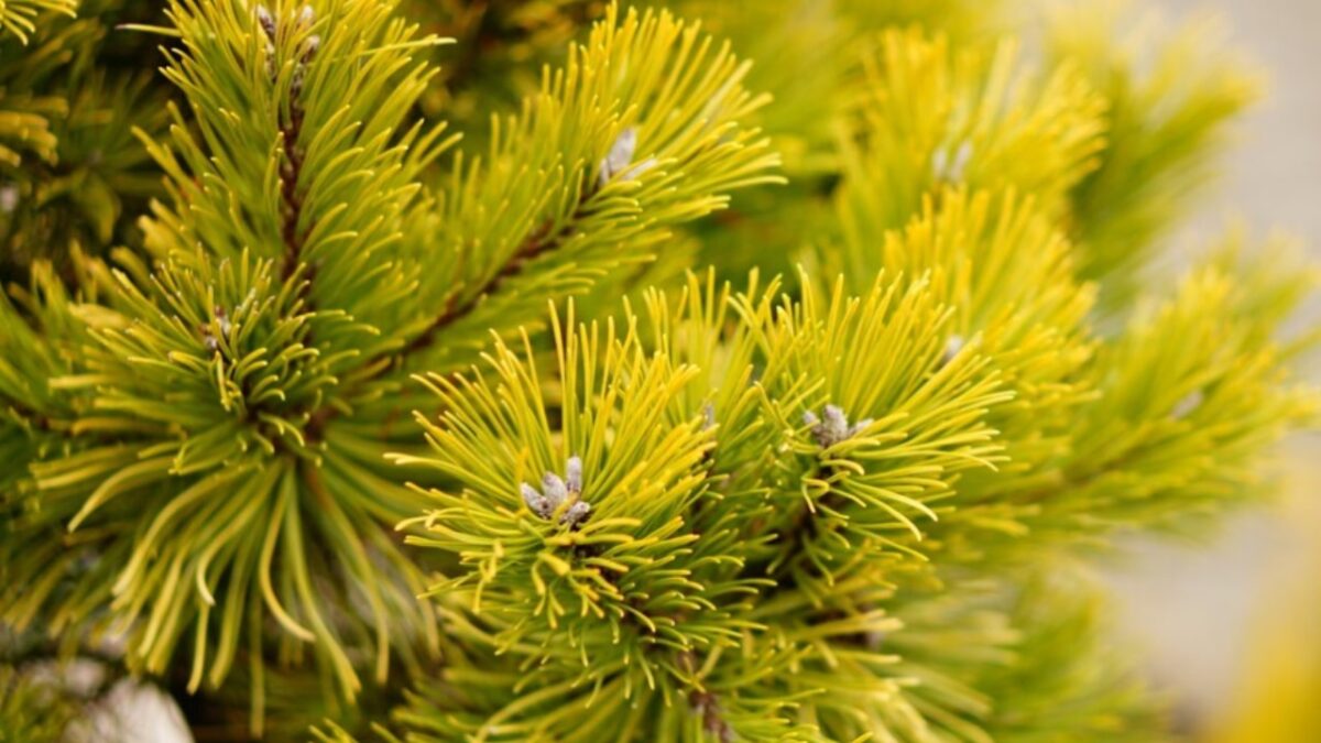 Conosciamo il Larice: tutte le proprietà dell’albero dalle foglie dorate