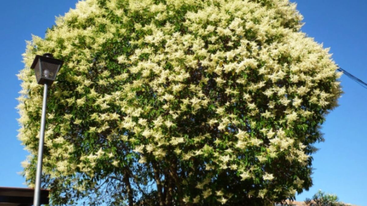 Ligustro: caratteristiche e coltivazione della pianta regina delle siepi