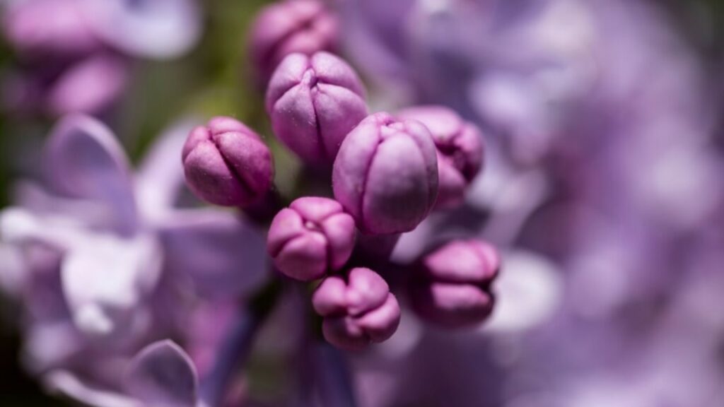 Il lillà o fiore del paradiso: cura e significato