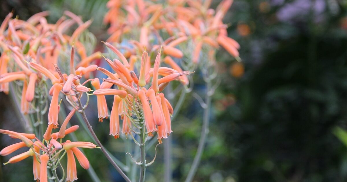 Aloe striata: come curare e coltivare questa pianta grassa