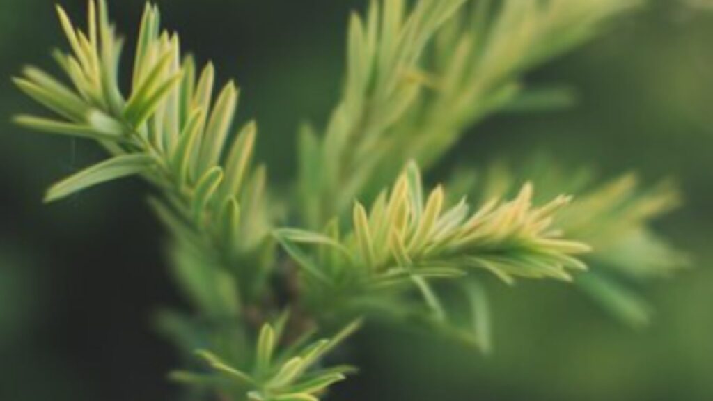 Conosciamo il Larice: tutte le proprietà dell’albero dalle foglie dorate