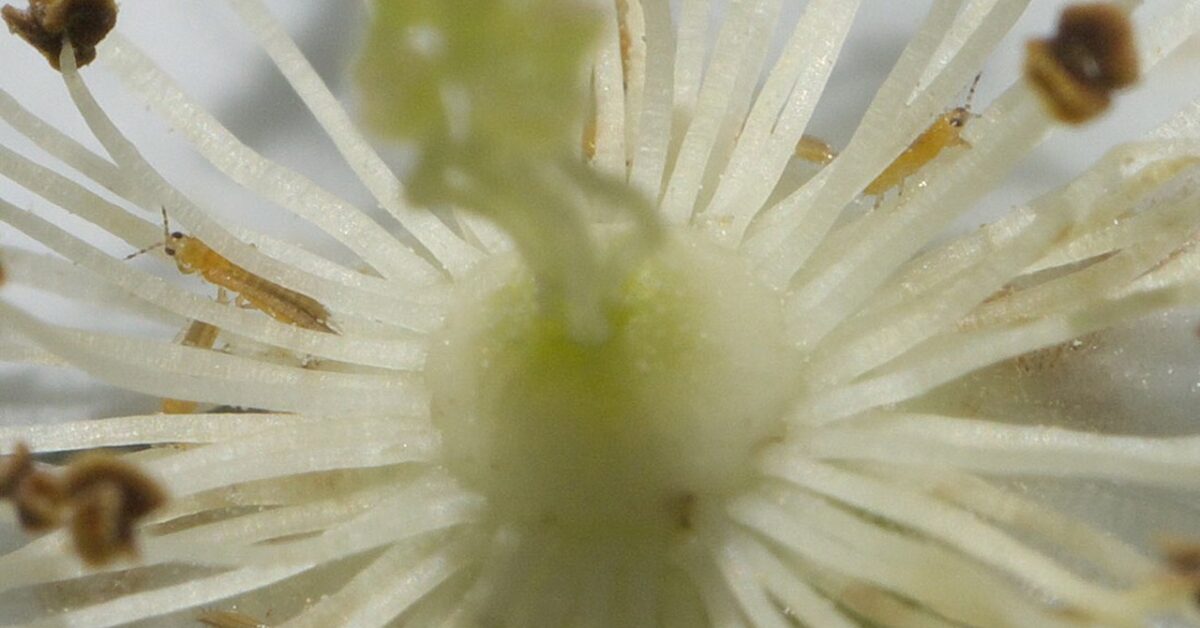 Tripidi, come capire se le piante sono infestate da questi insetti?