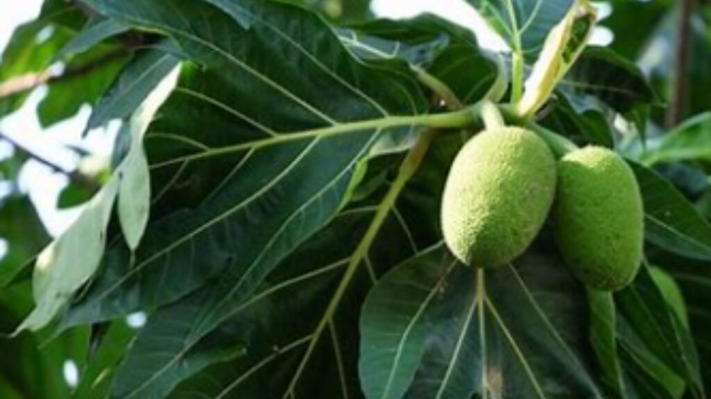 Albero del pane: perché si chiama così, caratteristiche e virtù