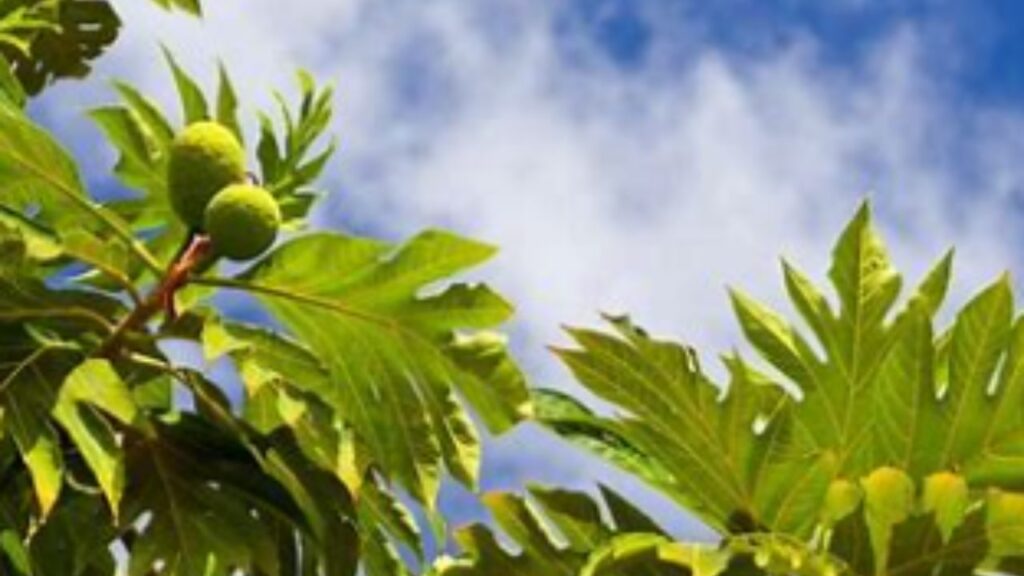 Albero del pane: perché si chiama così, caratteristiche e virtù