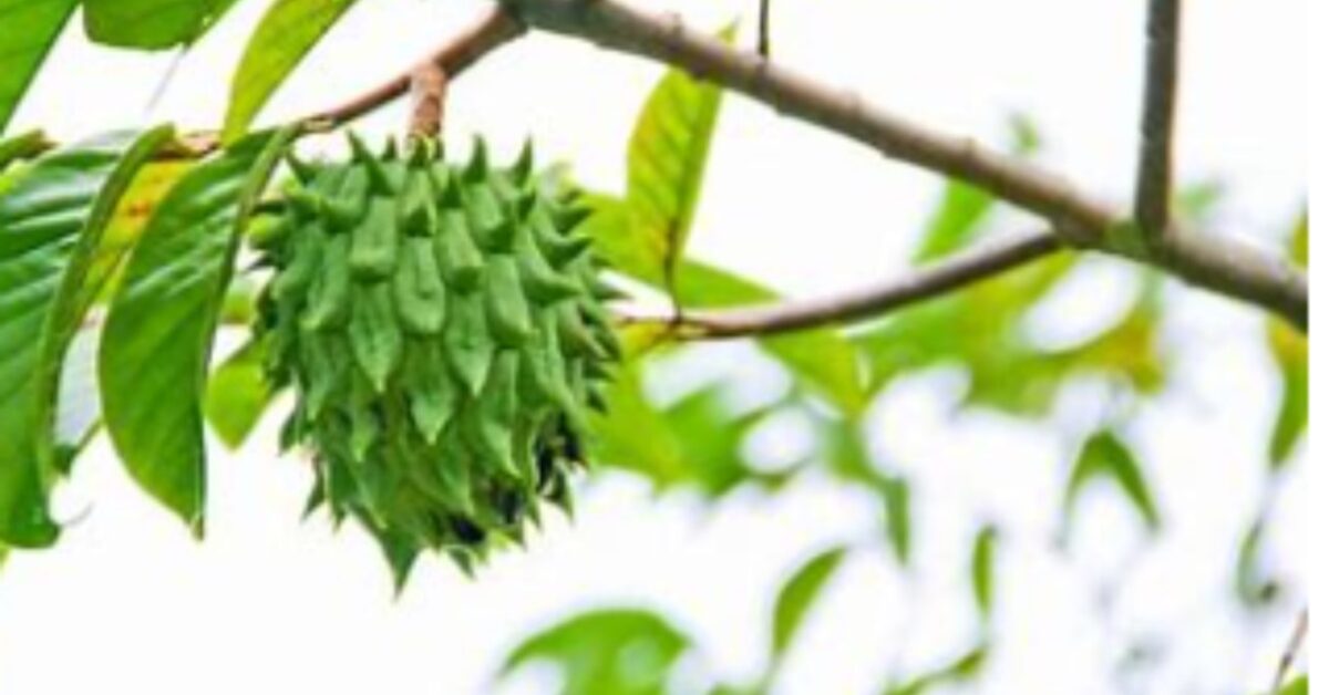 Biribà: tutto ciò che sappiamo del frutto più strambo del mondo