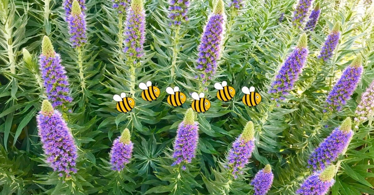 Echium fastuosum: il cespuglio amico delle api