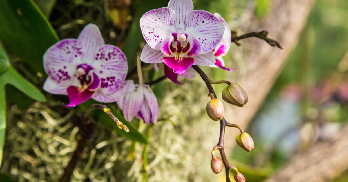 Orchidee da esterno: giardino super colorato e fiorito