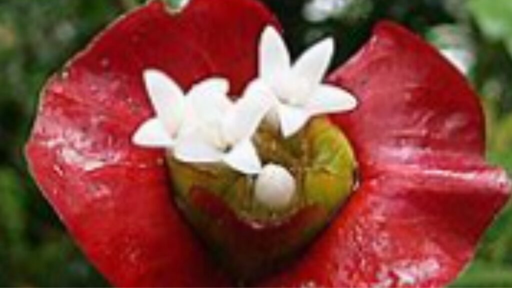 Psychotria Elata, la pianta con il fiore a forma di labbra: una vera ...