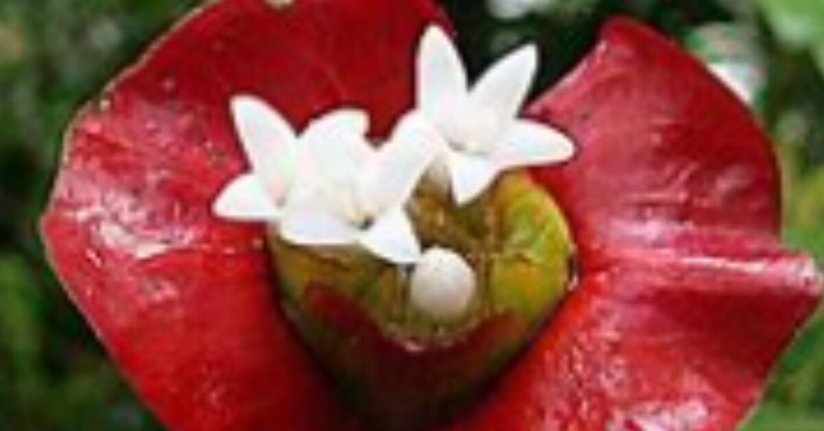 Psychotria Elata, la pianta con il fiore a forma di labbra: una vera ...