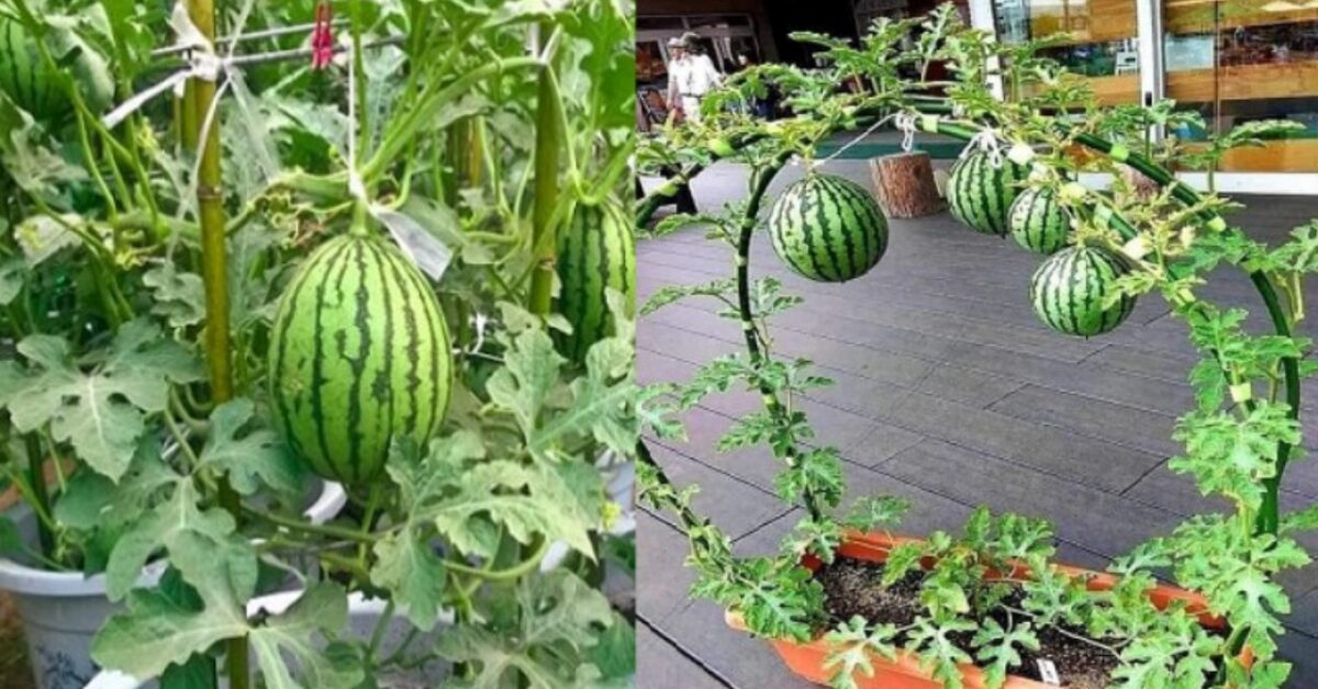 Coltivare angurie in vaso: la guida passo dopo passo