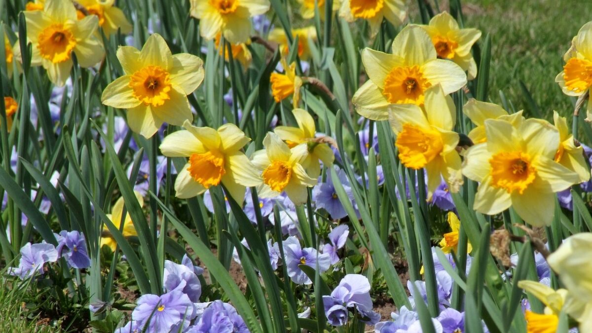 Giunchiglia: simbologia e caratteristiche di questo narciso particolare