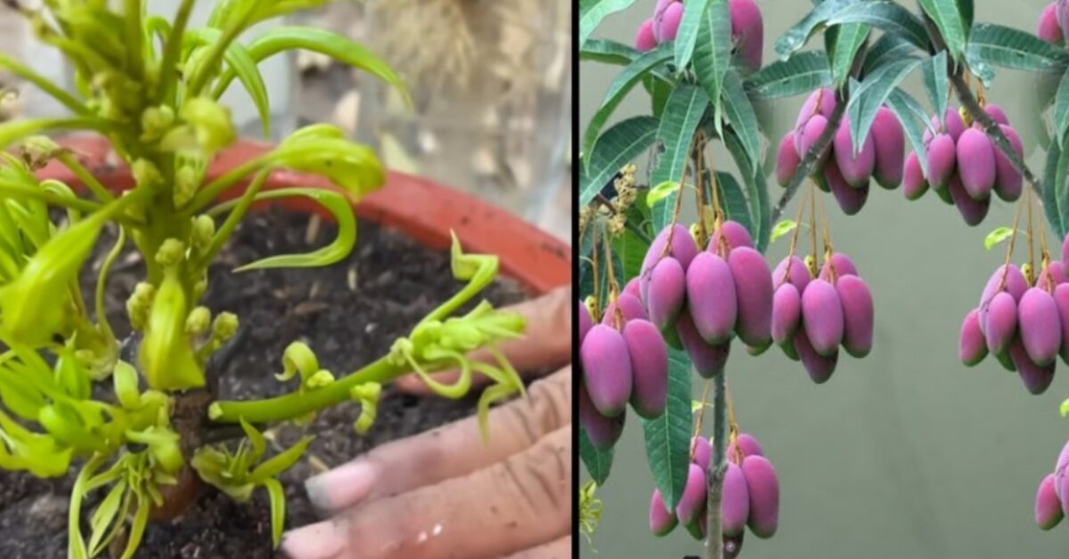 Come coltivare alberi di mango da talea in acqua