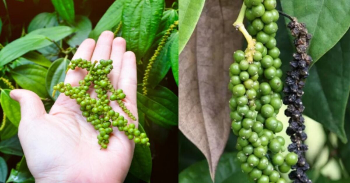 Coltivare e curare il miglior pepe nero in vaso: cosa fare