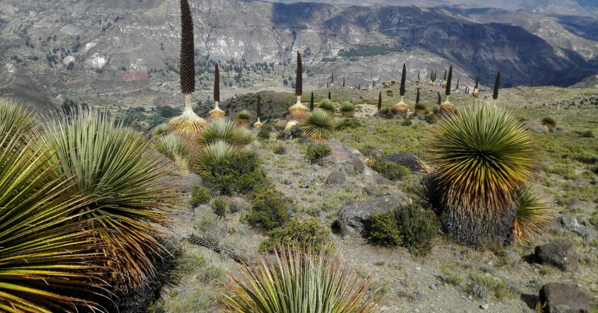 La Regina delle Ande, la Bromelia più grande del mondo che fiorisce ...