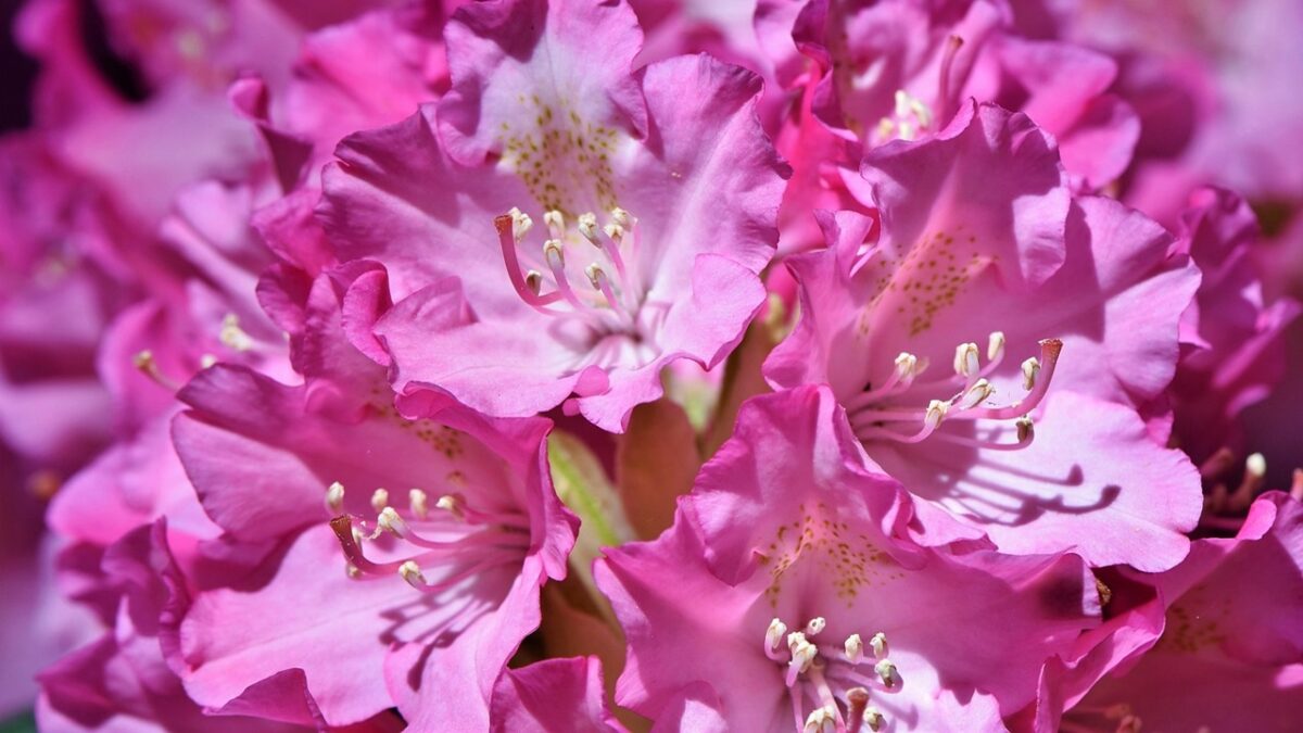 Rododendro, tutto quello che c'è da sapere su questa pianta e come ...