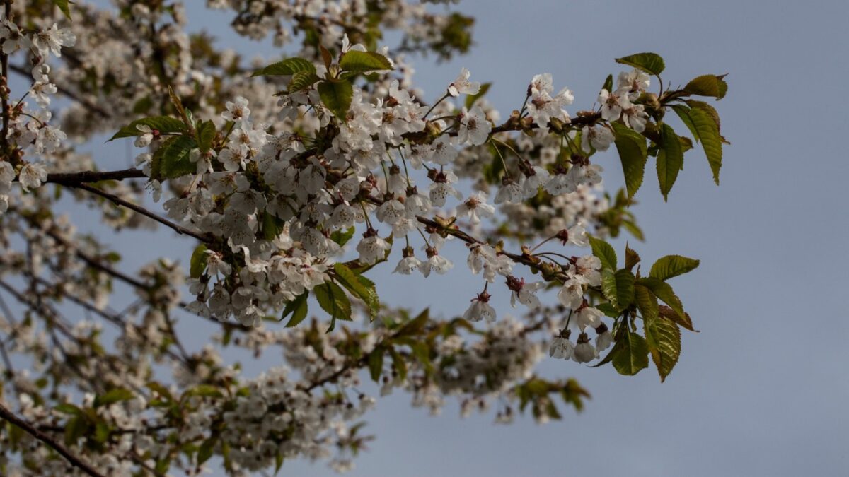Ciliegio selvatico: tutto quello che c’è da sapere su questo albero ...