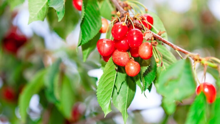 Ciliegio selvatico: tutto quello che c’è da sapere su questo albero ...