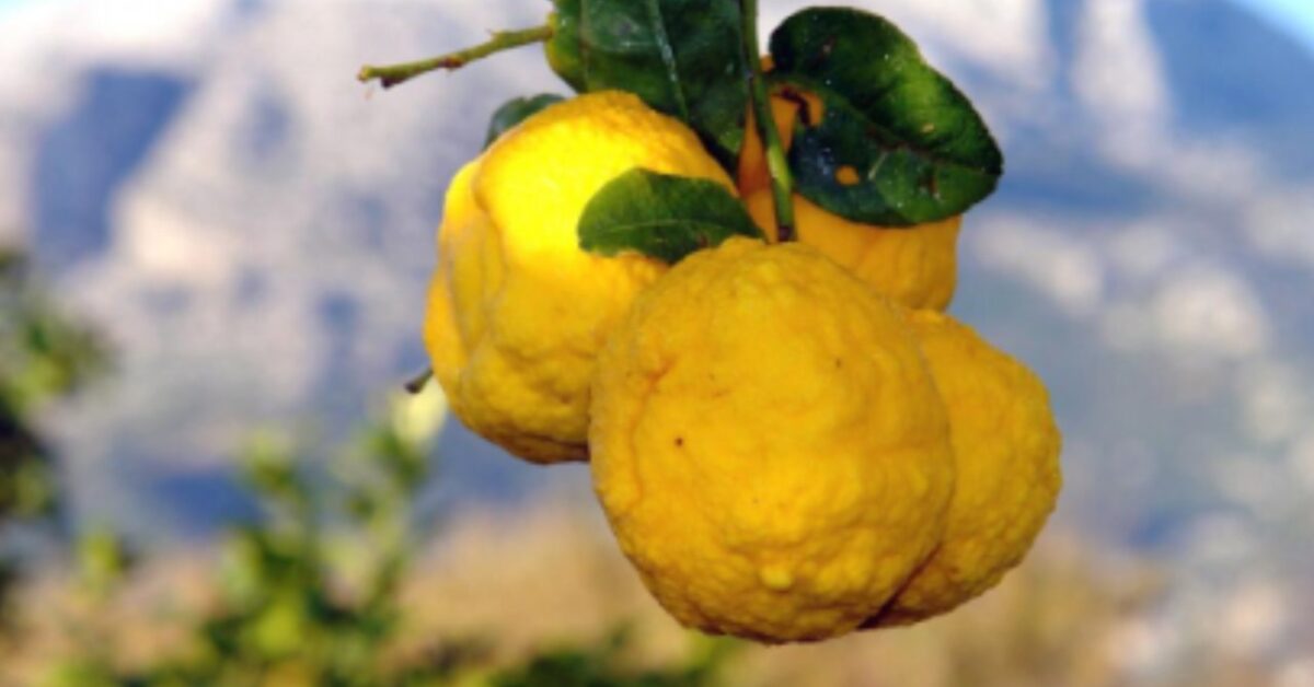 Pompia: utilizzo, caratteristiche e origini di un agrume molto raro