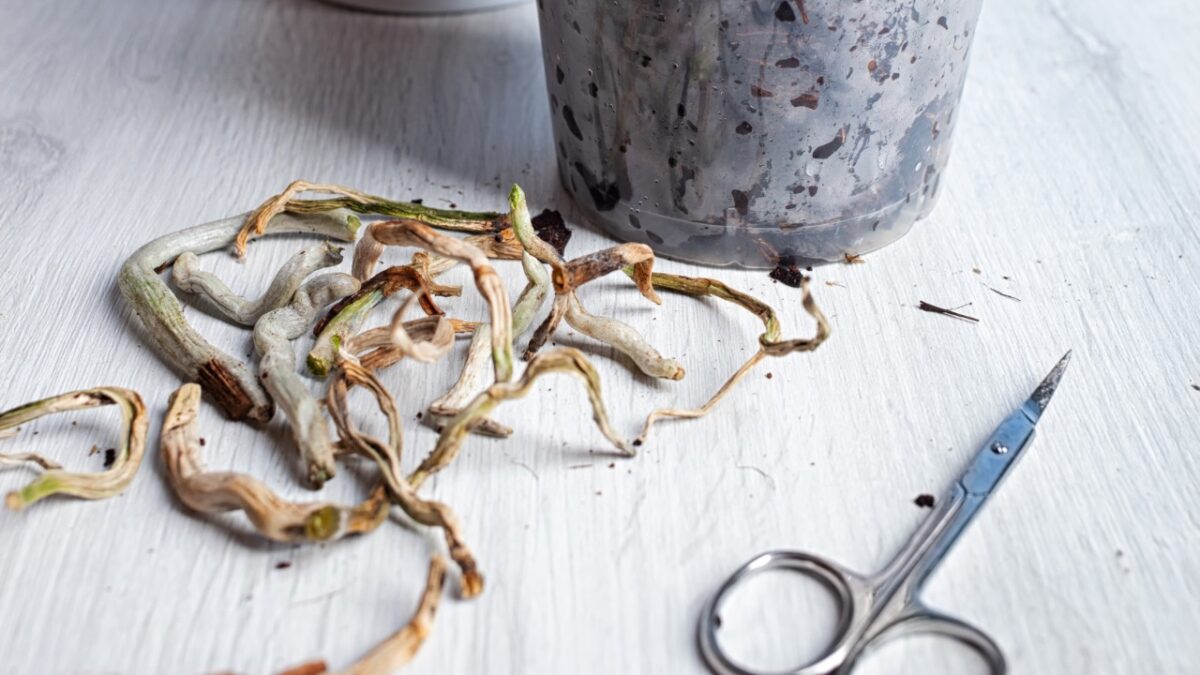 Come far radicare l’orchidea: consigli e trucchetti che pochi conoscono