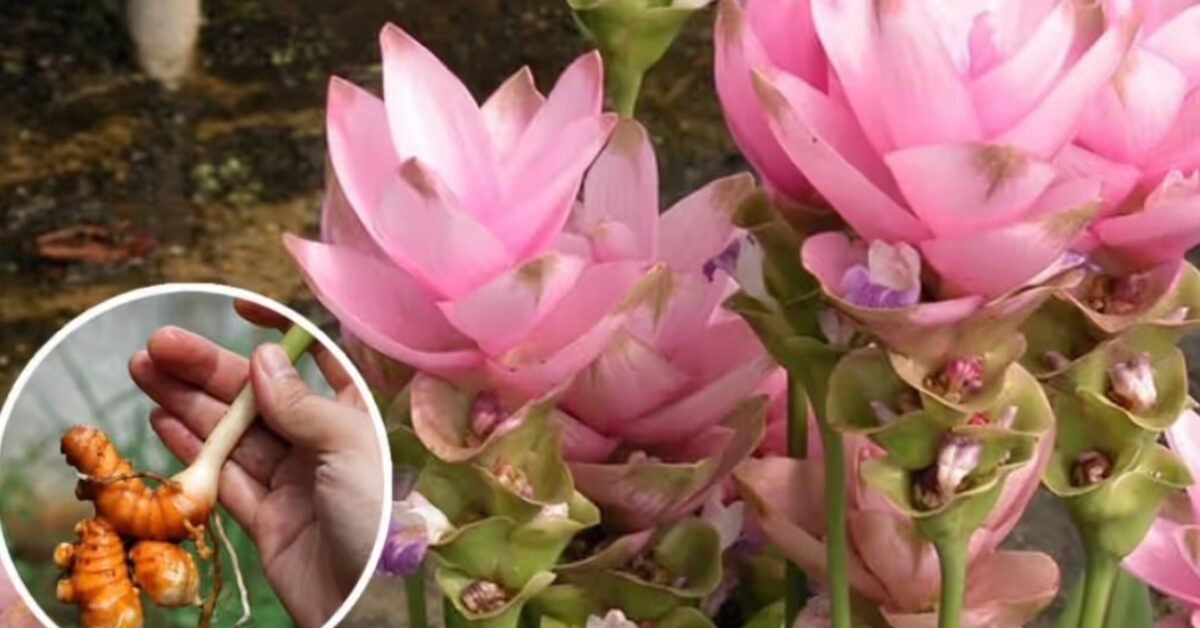 Come coltivare la curcuma in casa: una guida per un raccolto abbondante