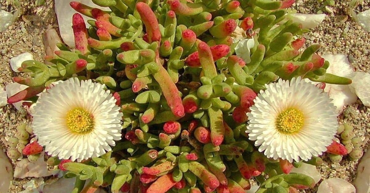 Dicrocaulon ramulosum, la pianta succulenta che sembra fatta di ...