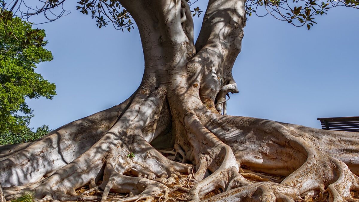 Come determinare l'età di un albero? Non è facile ma si può fare anche ...