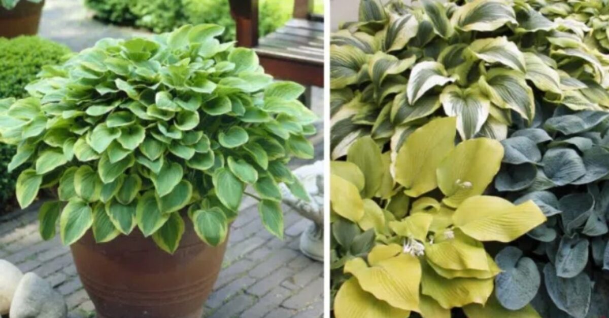 Trucchi e consigli per la coltivazione delle hosta in vaso