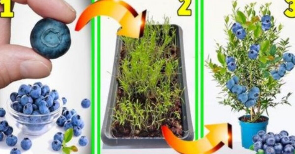 Come coltivare le piante di mirtillo a partire da un acquisto della ...