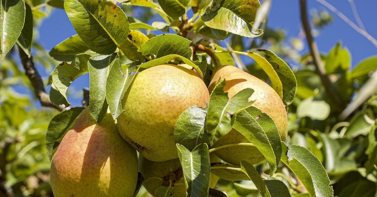 Coltivazione dell'albero di pero: trucchi e consigli ch pochi conoscono