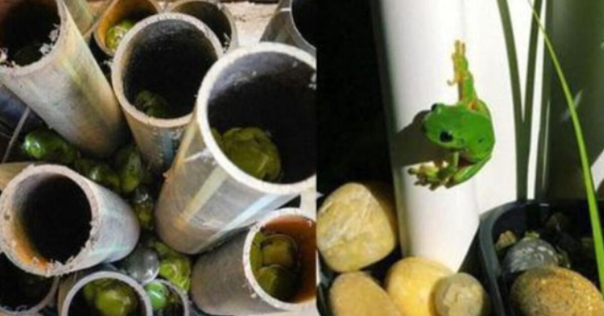 Come costruire un hotel per rane nel proprio giardino