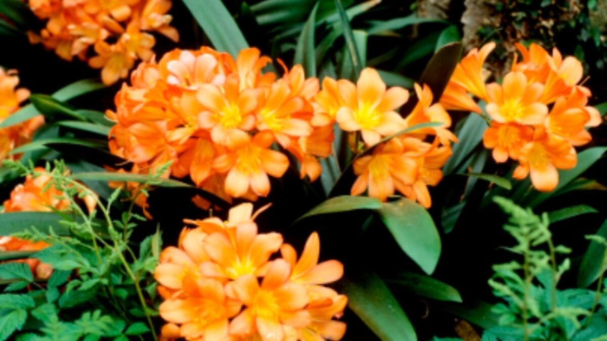 La Regina delle Ande, la Bromelia più grande del mondo che fiorisce ...