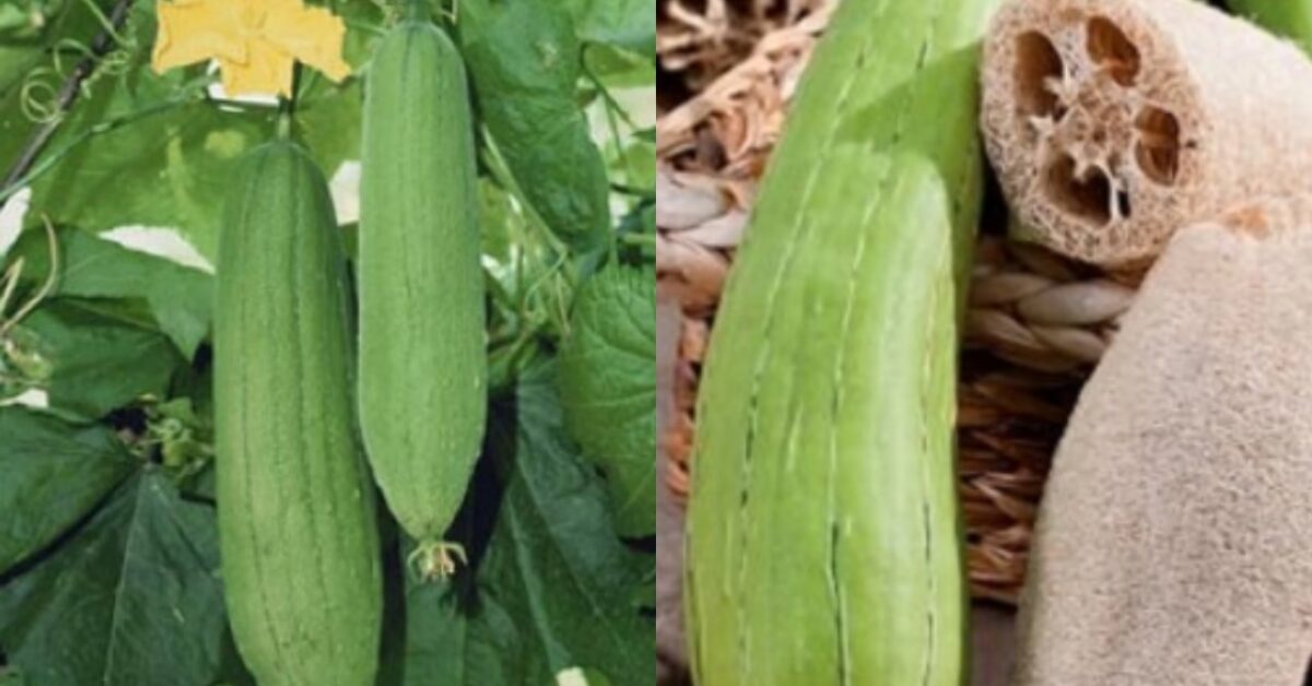 Luffa cylindrica: la spugna vegetale amica del mare
