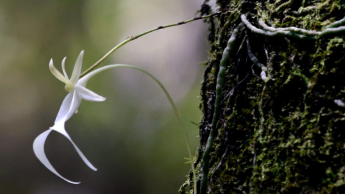 Orchidea fantasma: caratteristiche e significato del raro fiore senza ...