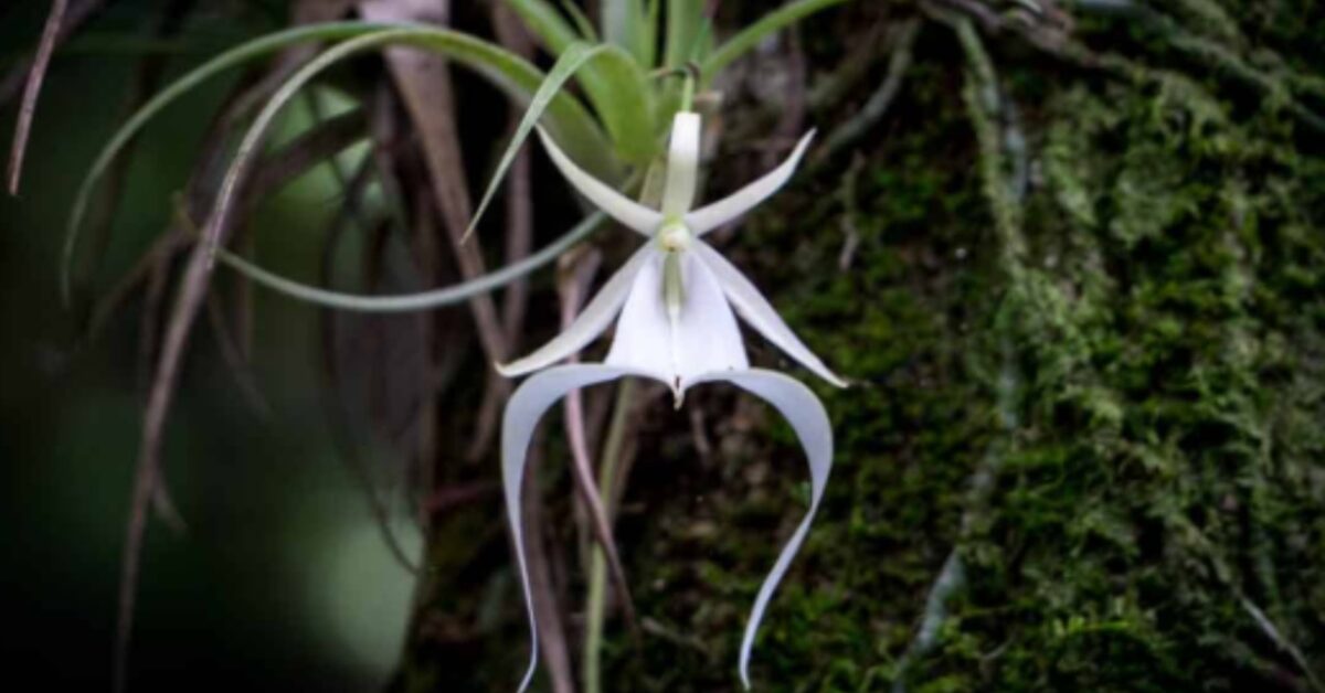 Orchidea fantasma: caratteristiche e significato del raro fiore senza ...