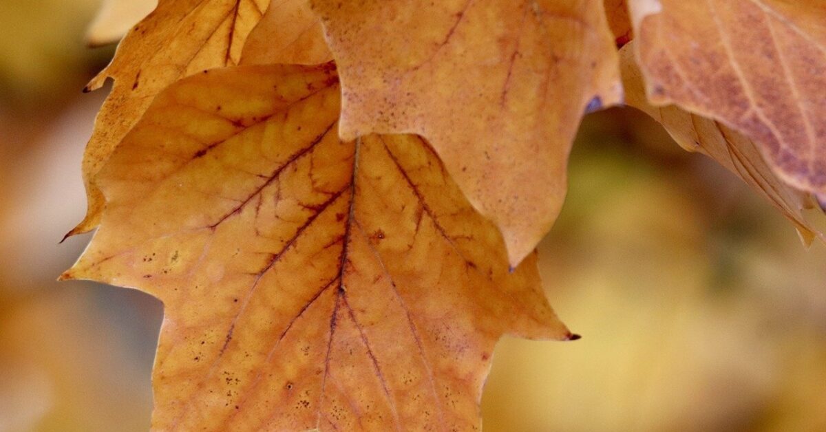 Alternaria, come riconoscere dai sintomi di questa malattia fungina