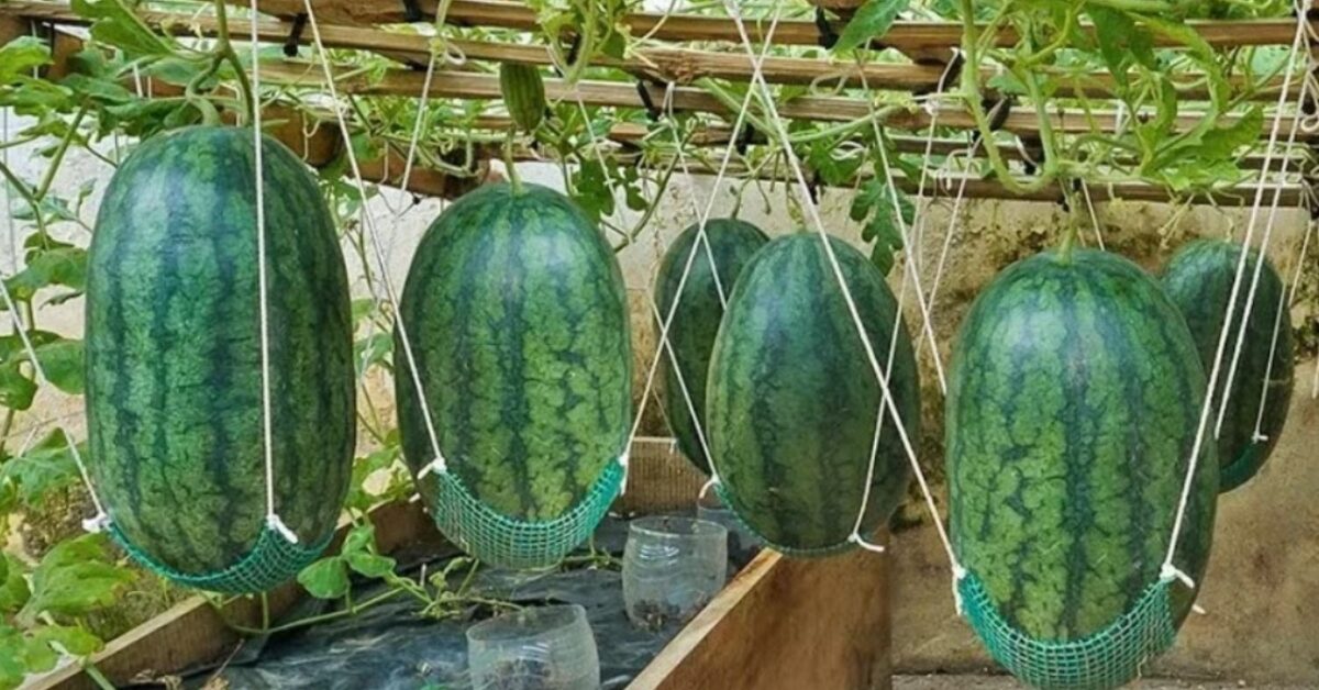 Coltivare angurie su amache sospese: una guida per principianti